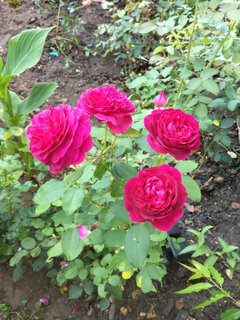 Thoughts on Falstaff rose? Vs Heathcliff rose?