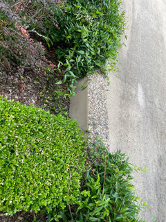 Climbing rose, used as spiller over retaining wall. Recs needed