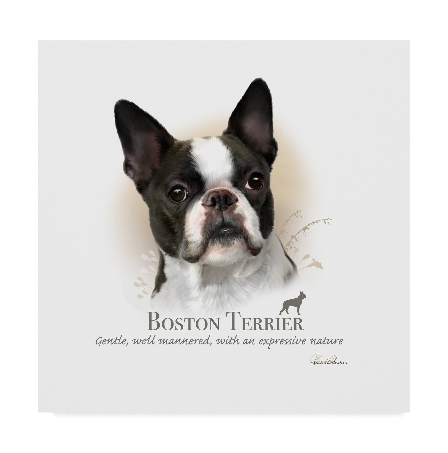 "Boston Terrier" by Howard Robinson, Canvas Art, 35"x35" - Contemporary ...