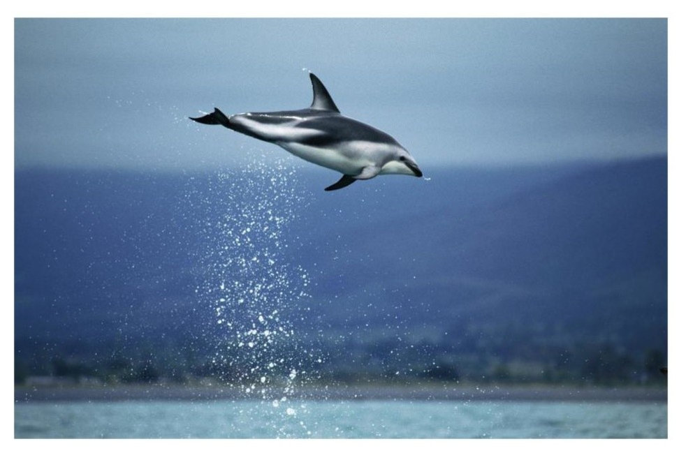 Dusky Dolphin Leaping Out Of Water, New Zealand-Paper Art, 20"x30 ...