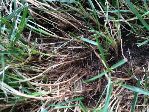 Help identify KBG grass issue