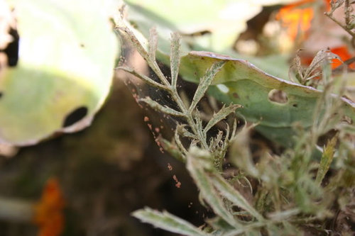 OT: Marigolds and Spider Mites **PICS**