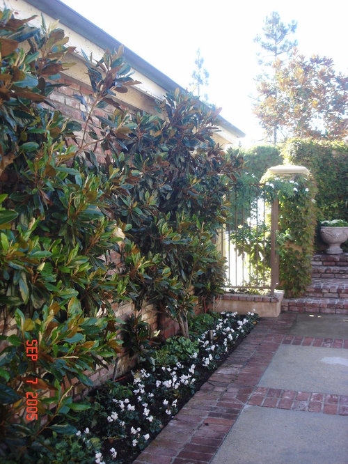 Espalier Magnolia | Houzz