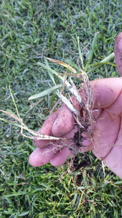 Turf identification