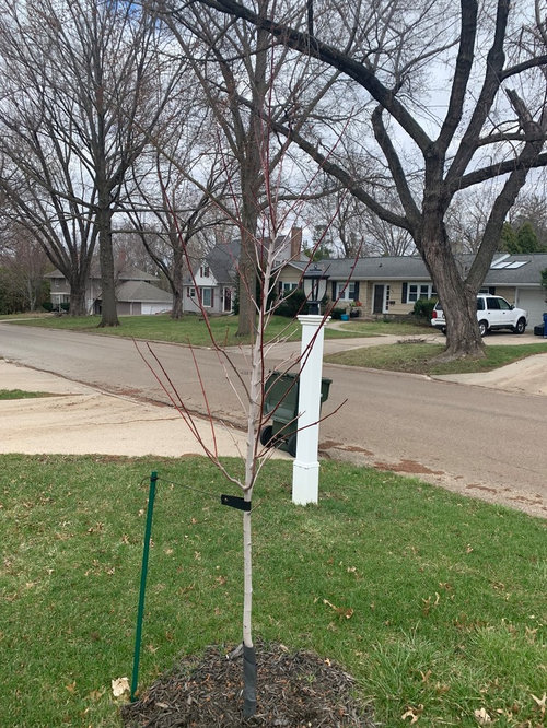 October Glory Red Maple Trees Prunning