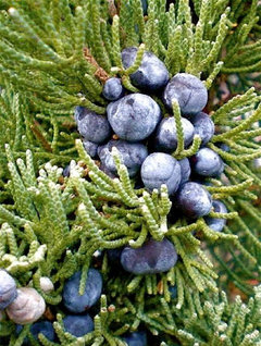 How to tell if a juniper is dioecious? | Houzz Forum