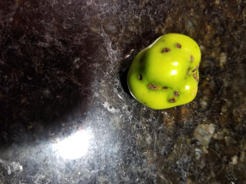 Hot to prevent bumps in apples