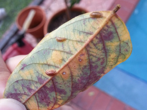 Insects damaging carambola tree