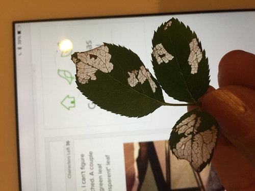 need help identifying rose problem