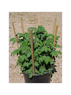 Container Tomato - 'Red Robin' (Pics)