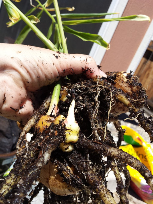 Transplanting edible ginger | Houzz Forum