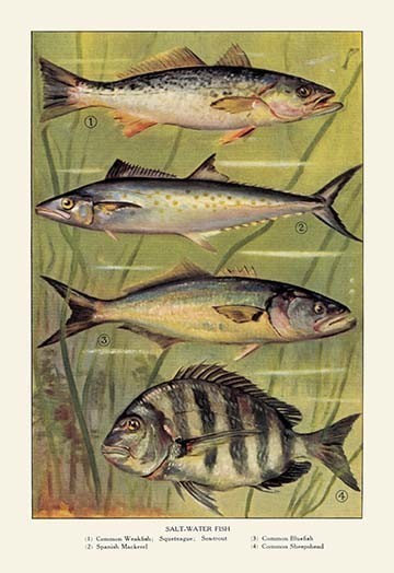 Saltwater Fish #4, 20" x 30" - Beach Style - Prints And Posters - by ...