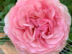 Scentuous Rose in Bloom