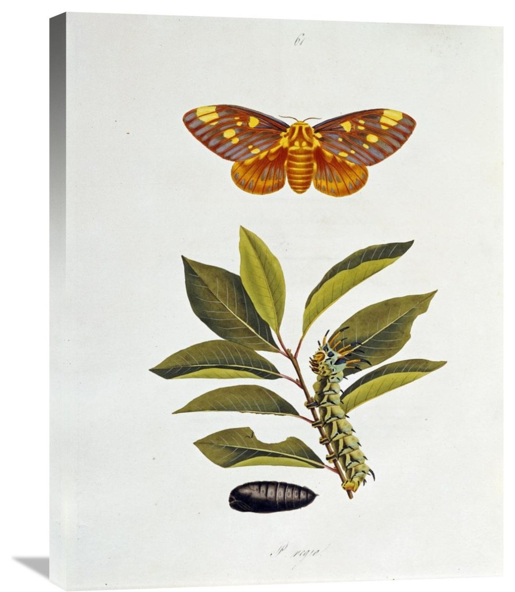 "The Natural History of The Rarer Lepidopterous Insects of Georgia 1794 ...