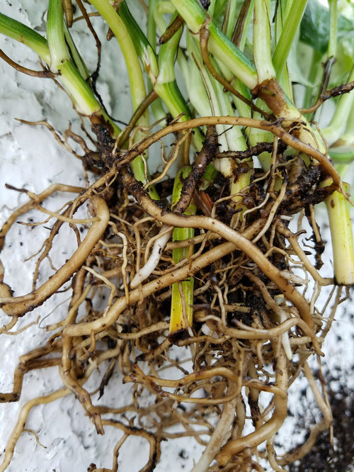 Pothos Root Rot - Why?