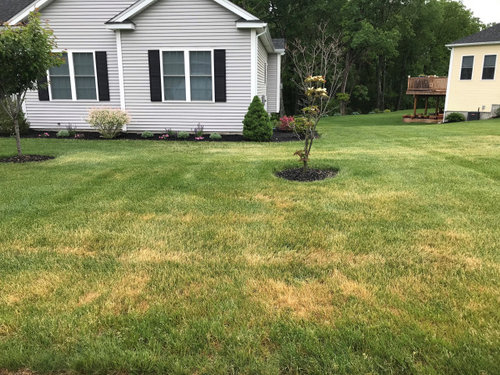 Please Help to Identify Lawn Problem