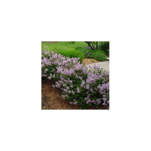 row of lilacs as a foundation plant?