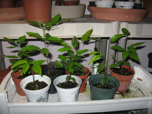 Rambutan seedlings update