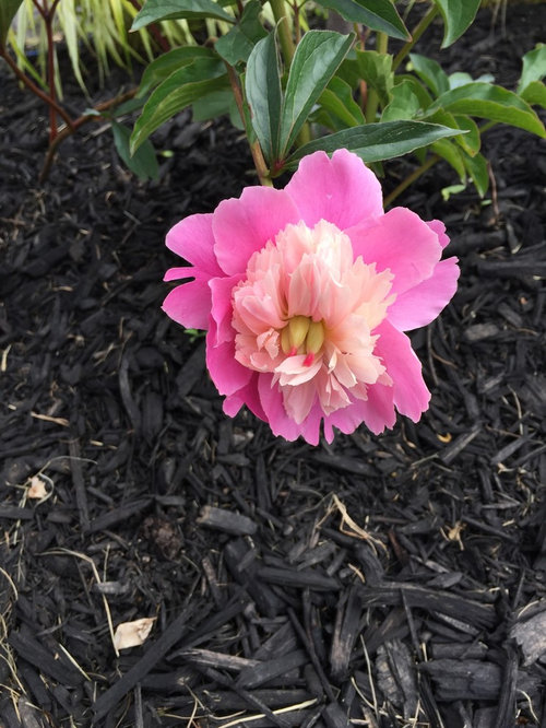 Peony ID