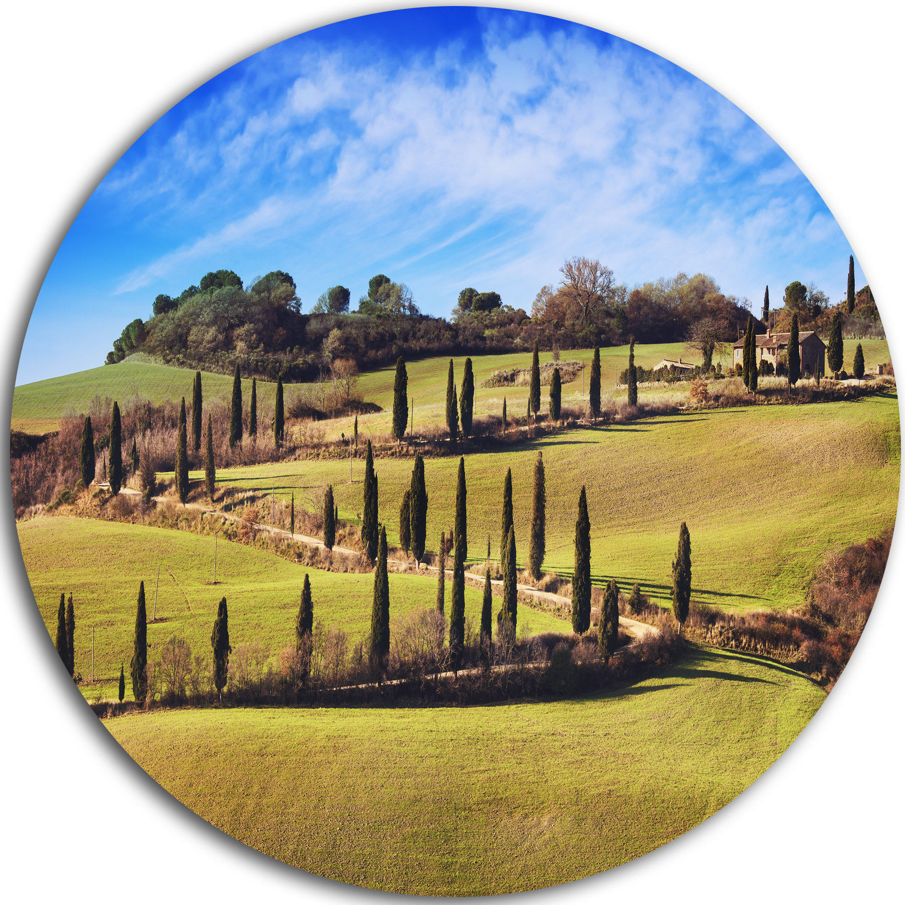 Cypress Trees Scenic Road Siena Italy, Landscape Disc Artwork, Disc of ...
