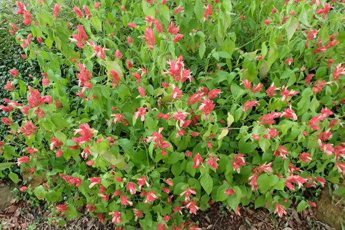 Pink Shrimp Plant?