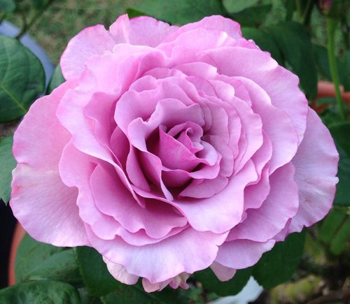 Time for Mauve, Purple and Lavender Roses