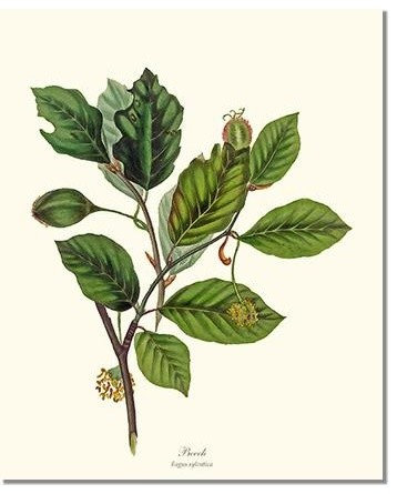 Vintage Botanical Tree Leaf Art Print: Beech, 11x14 Print - Traditional ...