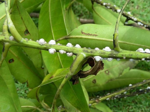 Mango pest