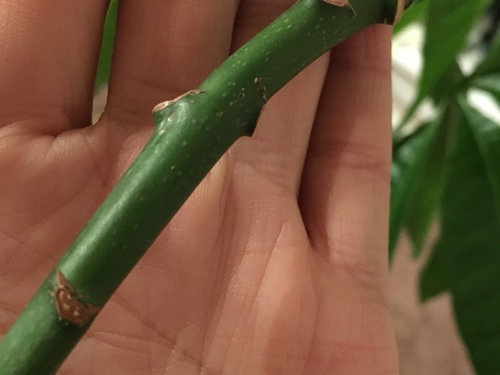 Scale Bugs on my Money Tree?