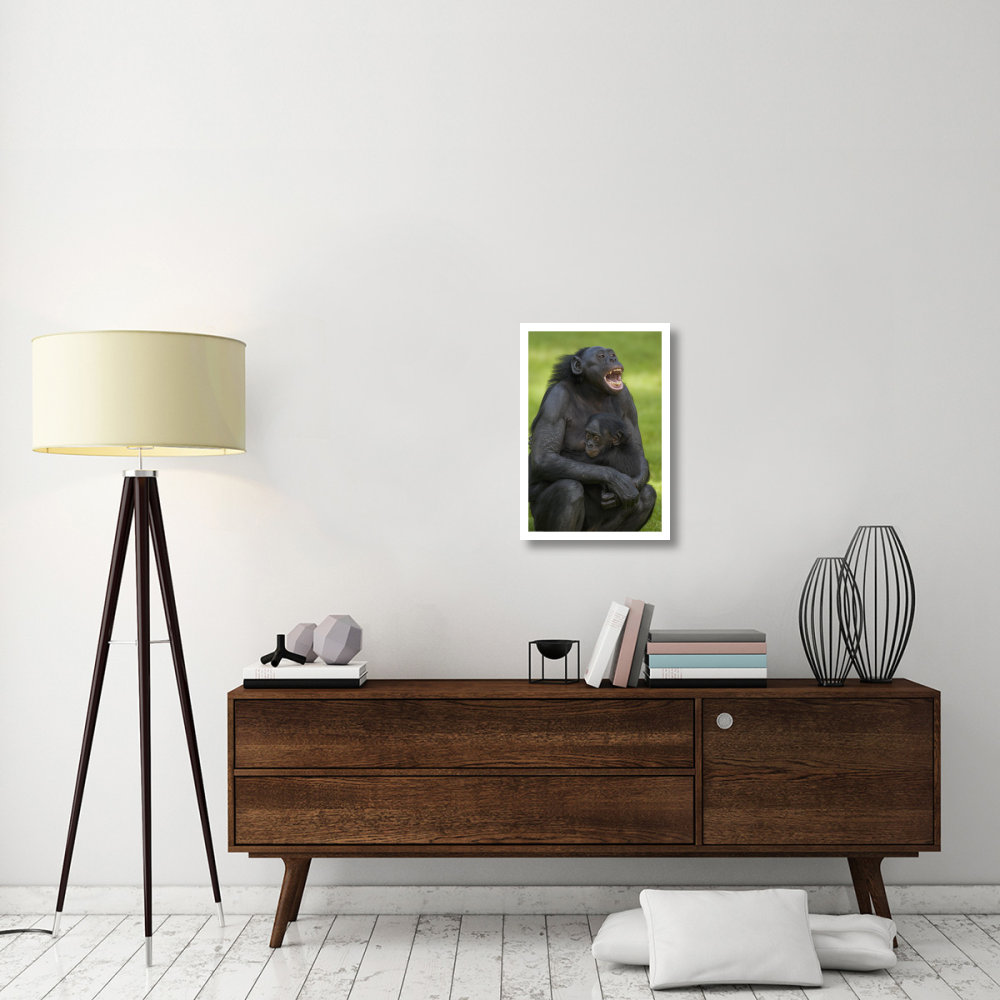 "Bonobo mother and baby, native to Africa" Paper Print by San Diego Zoo ...
