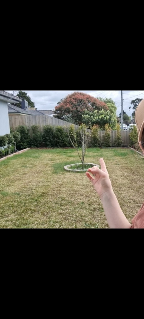 Front yard shade tree | Houzz AU