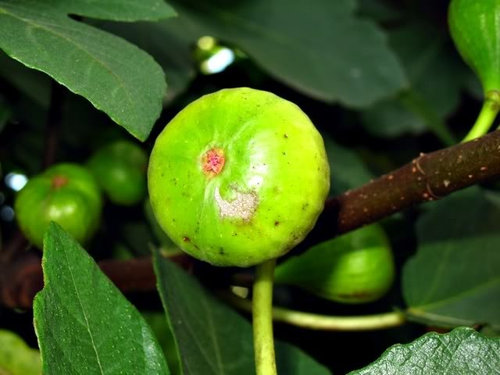 Pennsylvania fig valley