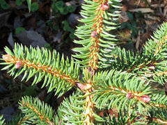 Tigertail Spruce--Picea torano