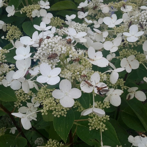 bugs on hydrangea