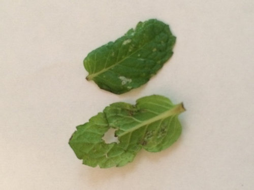 Please identify pest on mint.