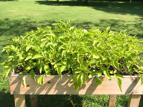 Yellow potato plants