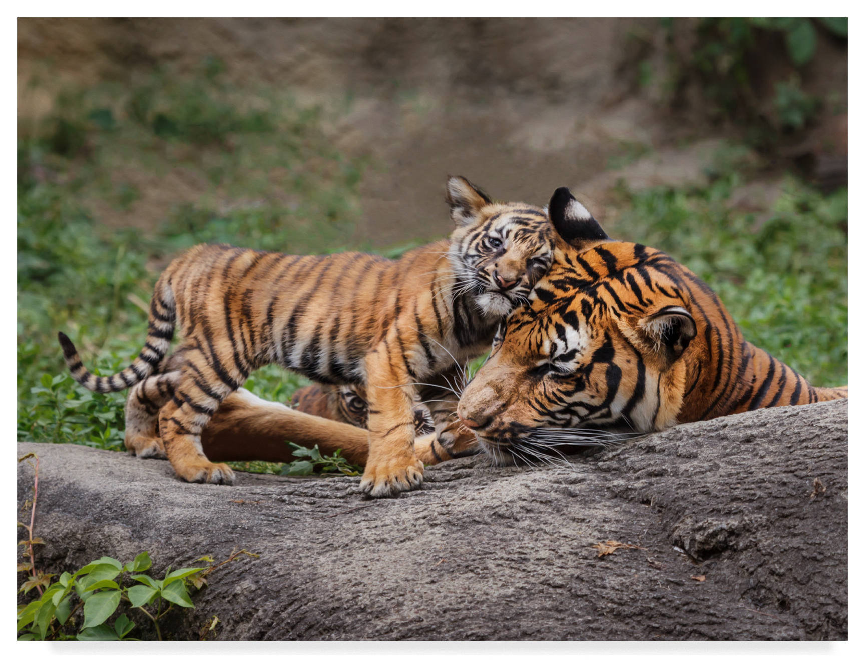 Galloimages Online 'Malayan Tiger Cub Priceless' Canvas Art, 32"x24 ...
