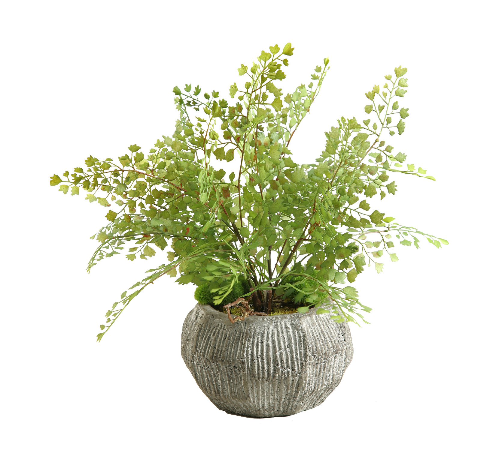 Fla Iron Fern in Concrete Bowl - Contemporary - Artificial Plants And ...