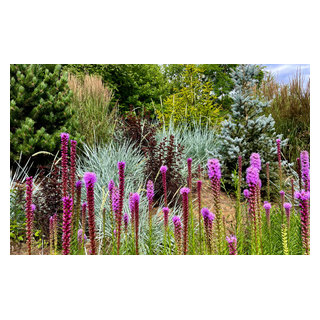 The street-side berm in July - Contemporary - Landscape - Charlotte ...