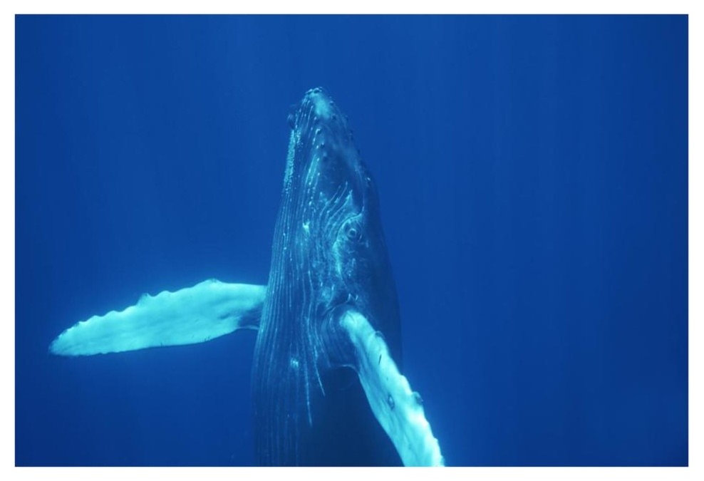 "Humpback Whale curious calf, Maui, Hawaii" Paper Print by Flip Nicklin ...