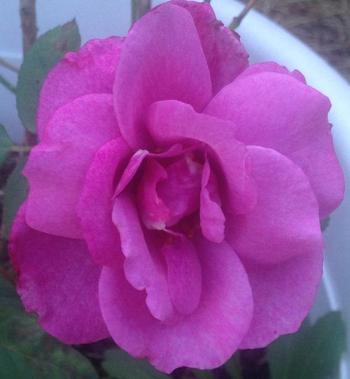 Tell about your Warriner Roses