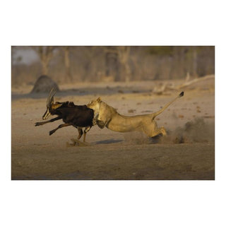 "African Lion female bringing down Sable Antelope, Africa" Paper Art ...