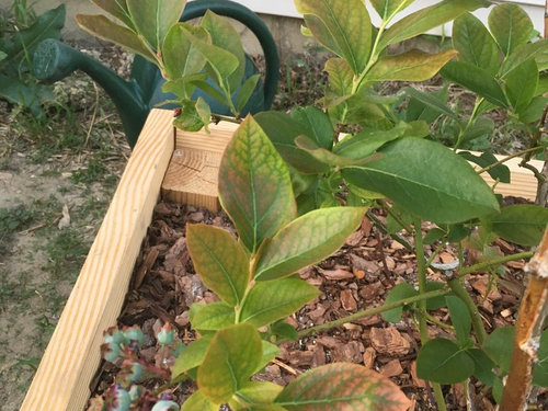 Blueberry leaf discoloration | Houzz Forum