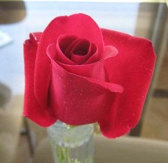 What is the Best TRUE red rose??