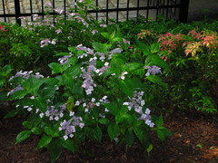 Does anyone grow Hydrangeas in zone 5?