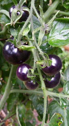 Black Tomato ID