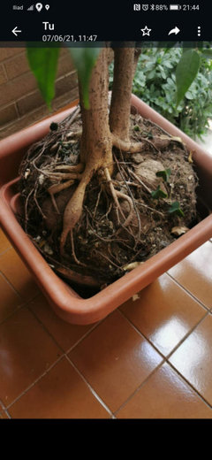 Practical tips for pruning ficus trees