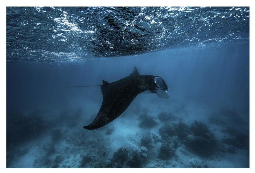 "Manta Ray" Digital Paper Print by Barathieu Gabriel, 20"x14", 32"x22 ...