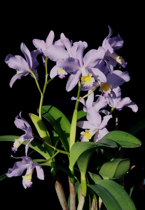 Cattleya Minerva