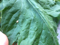 What is this insect?